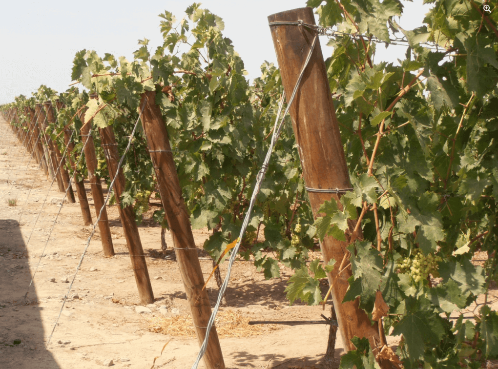 Saborear el Pisco - Livio Pastorino