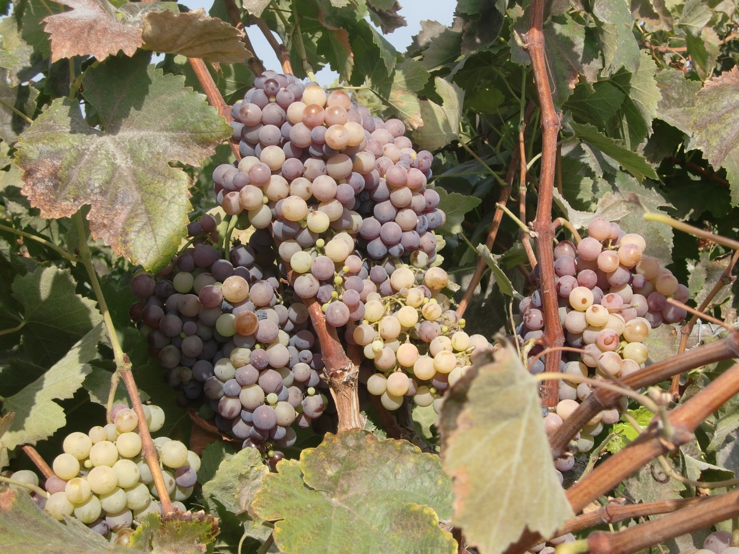 Nuestra uva nativa - Livio Pastorino